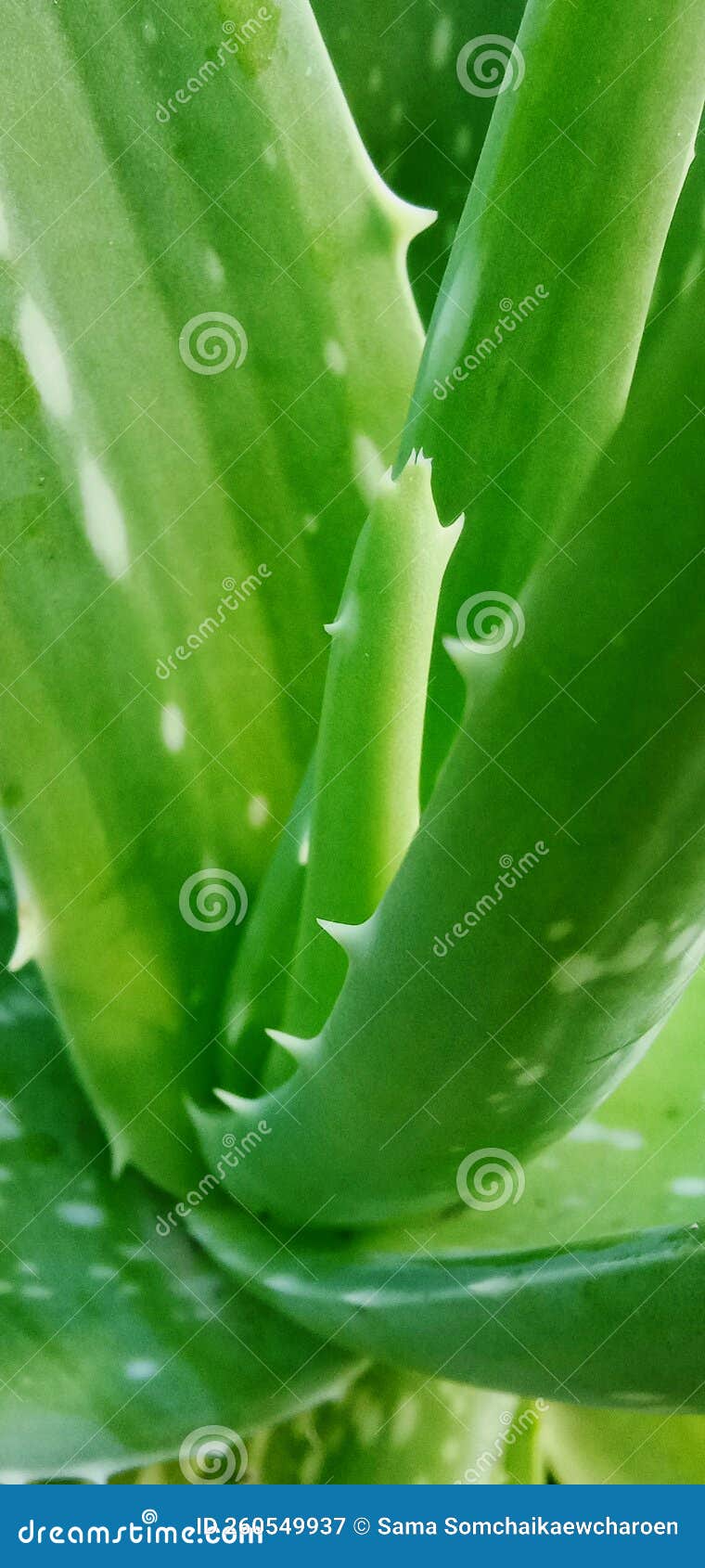 Aloe leaf zoom stock image. Image of yellow, flower - 260549937