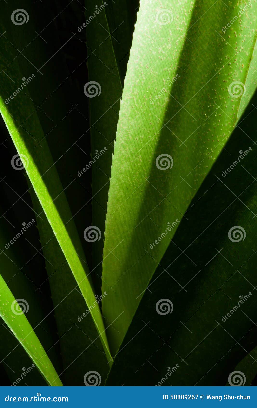 Aloe leaves stock image. Image of botanical, fleshy, gradation - 50809267