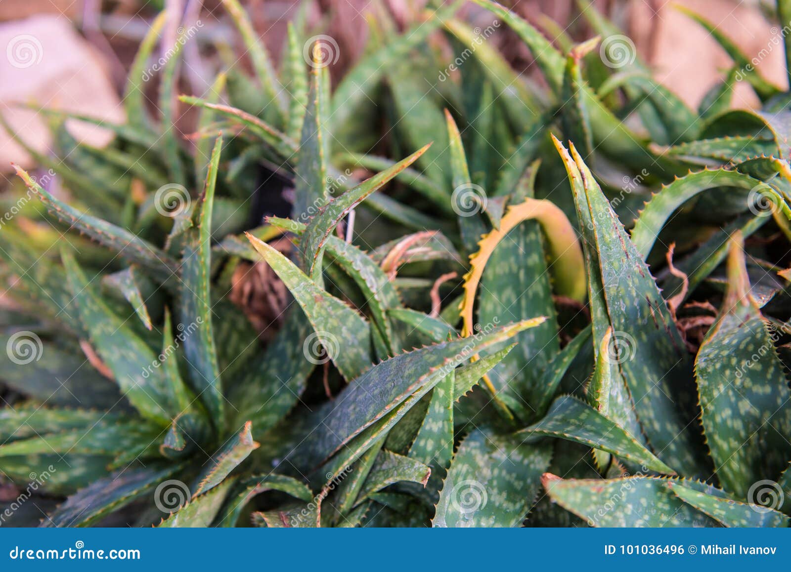 Aloe maculata stockfoto. Bild von afrikanisch, garten - 101036496