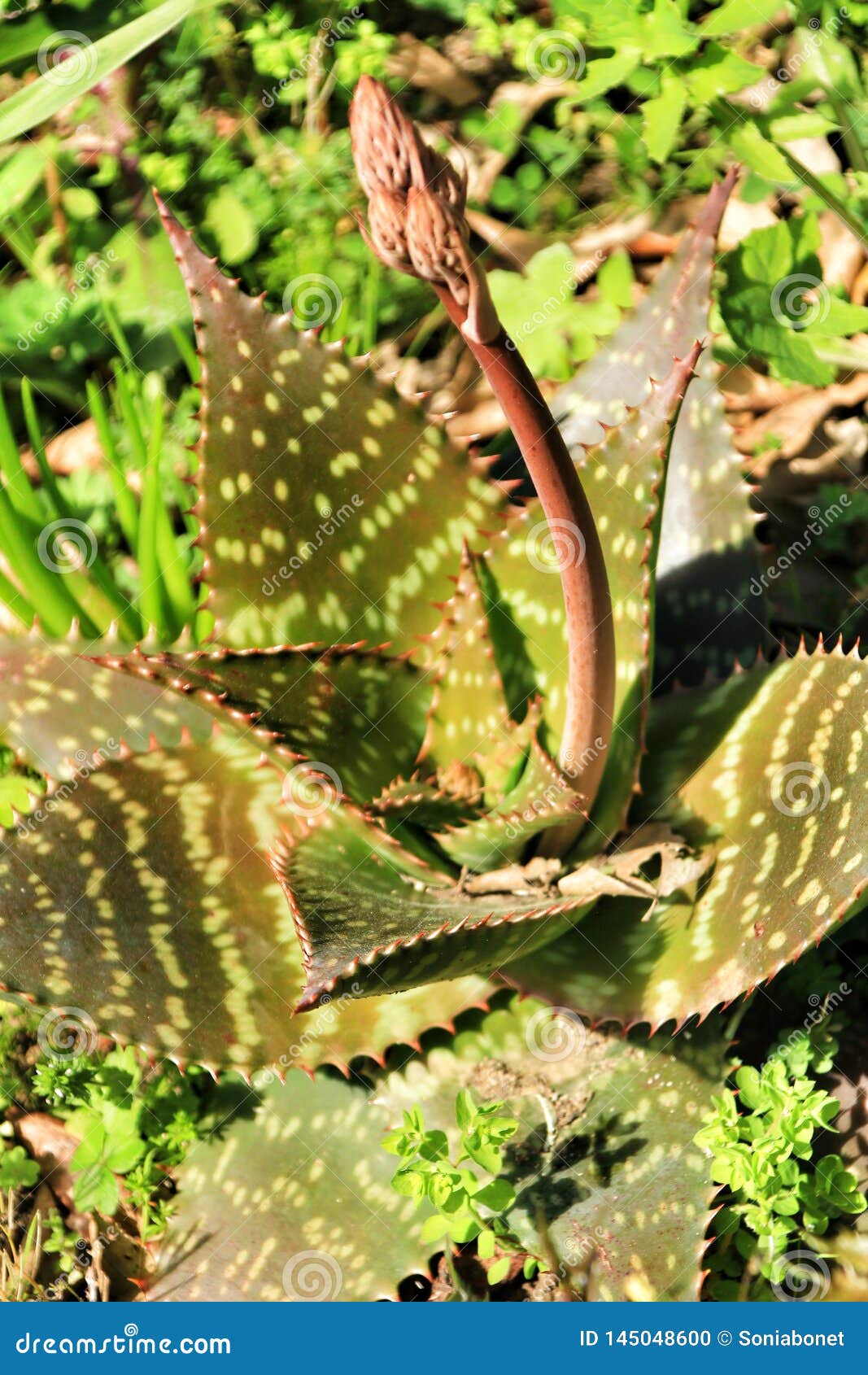 The Variegated Prickly-Pear Cactus, Also Known With Scientific Name ...