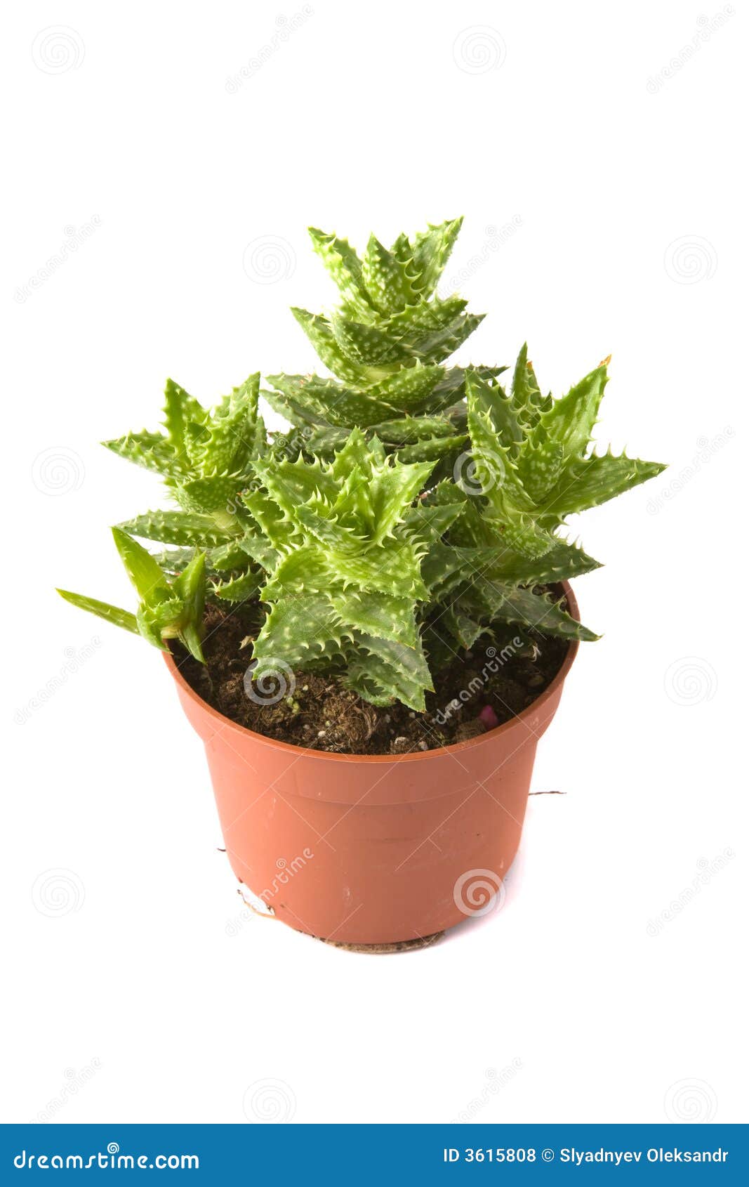 Aloe mix stock photo. Image of fresh, beautiful, market - 3615808