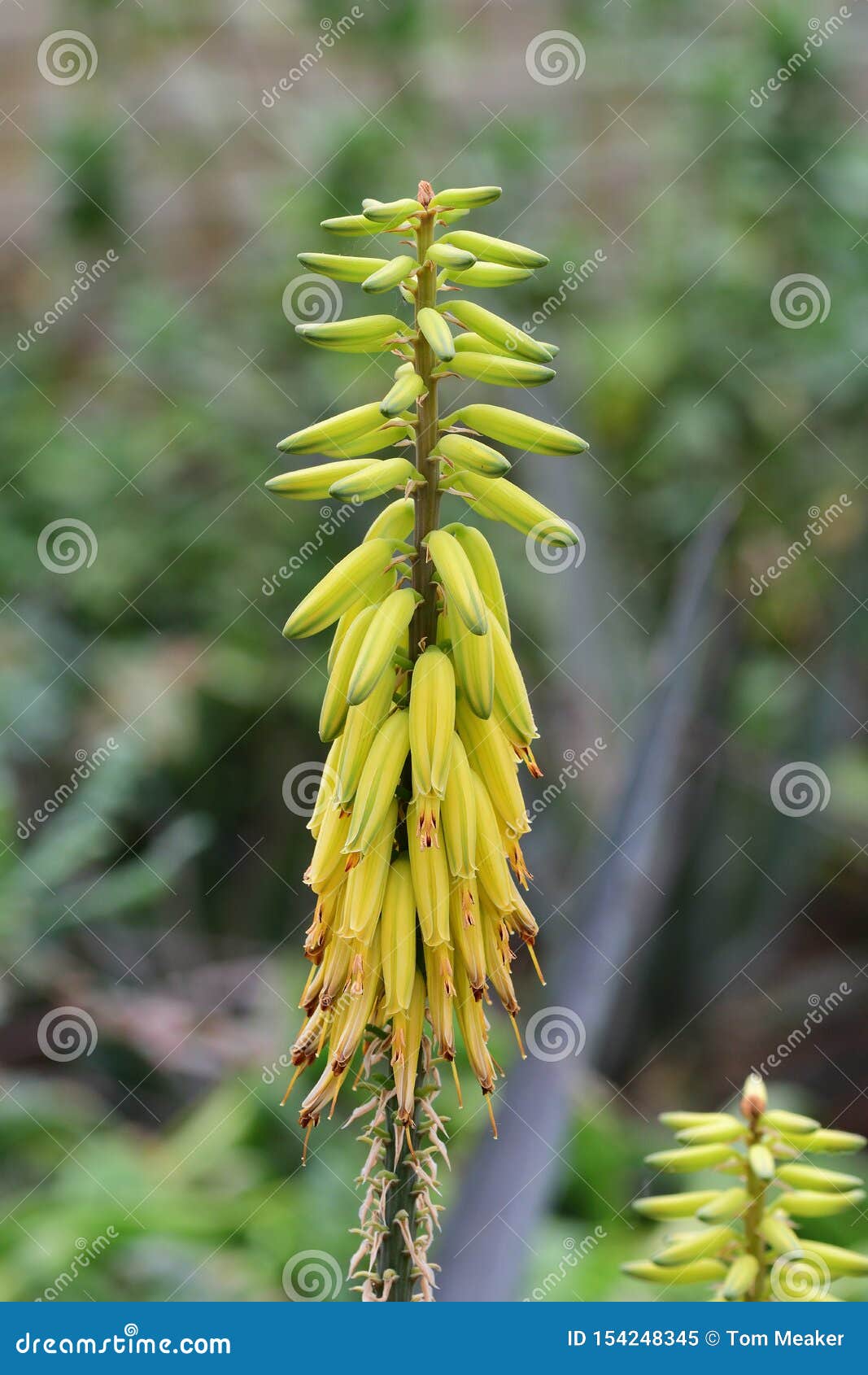 Aloe officinalis stock image. Image of closeup, outdoors - 154248345