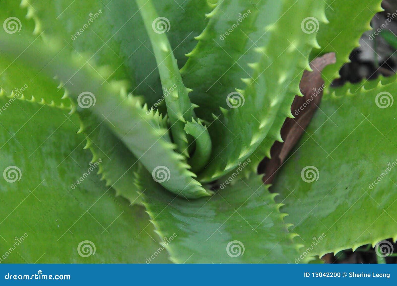 Aloe Plant stock photo. Image of thorns, medicine, alternative - 13042200