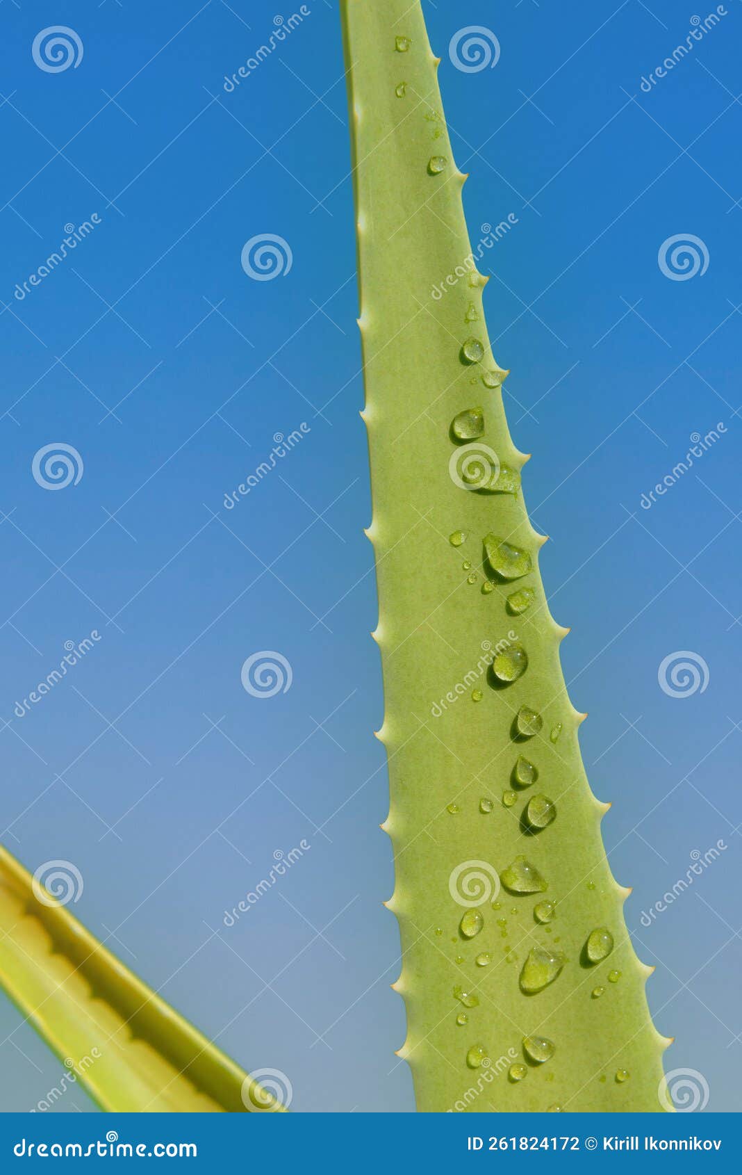 Aloe Plant Branch. Close Up Gradient Blue Background Stock Photo ...