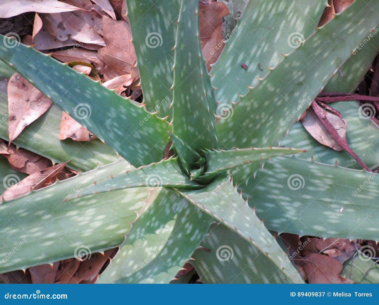 Aloe Plant stock image. Image of area, blue, daylight - 89409837