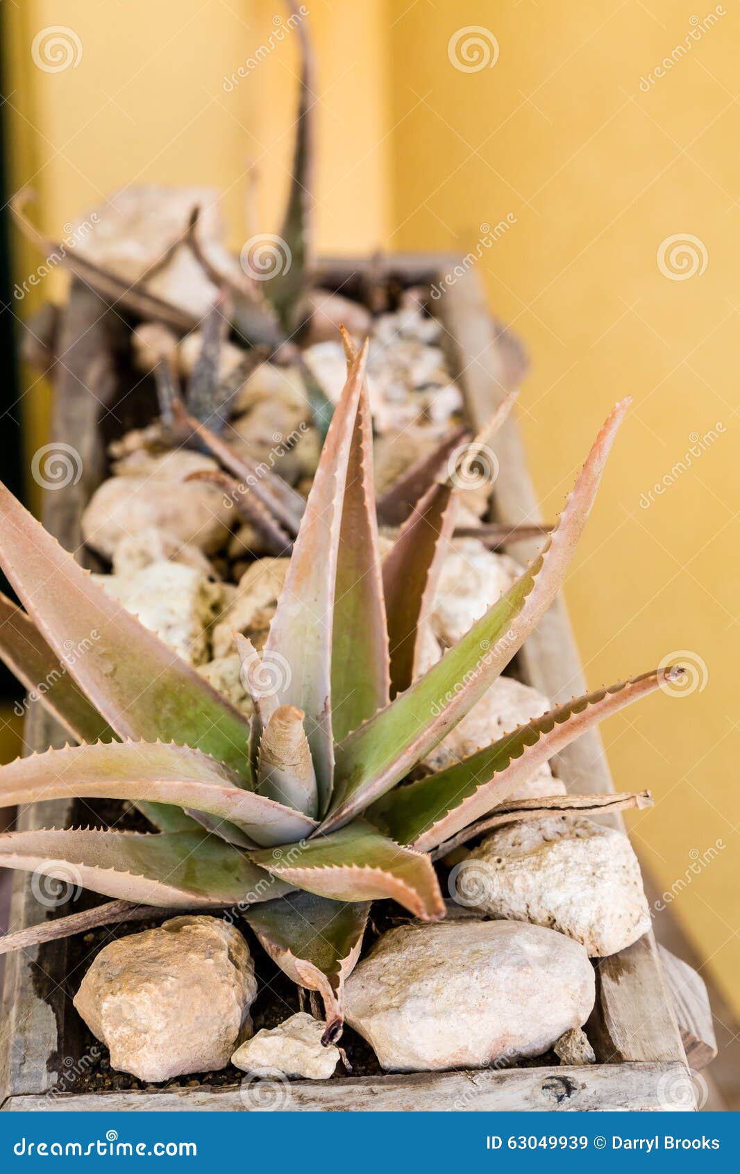 Aloe Plant in Flower Box stock image. Image of health - 63049939