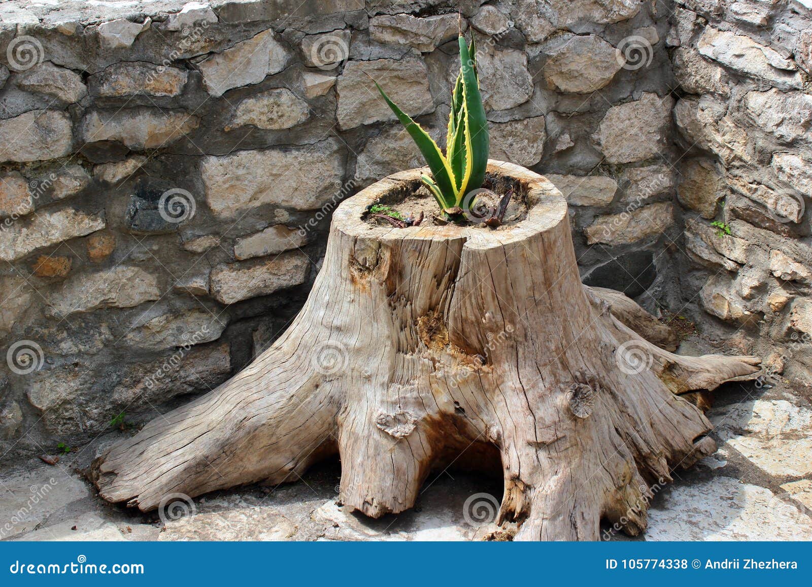 Aloe Plant Growing in Old Tree Stub Stock Photo - Image of succulent ...