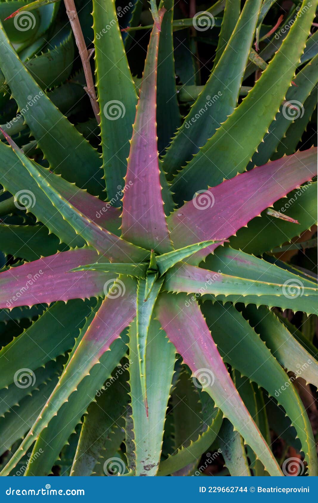 Aloe Plant with Purple Center Stock Photo - Image of cactus, background ...
