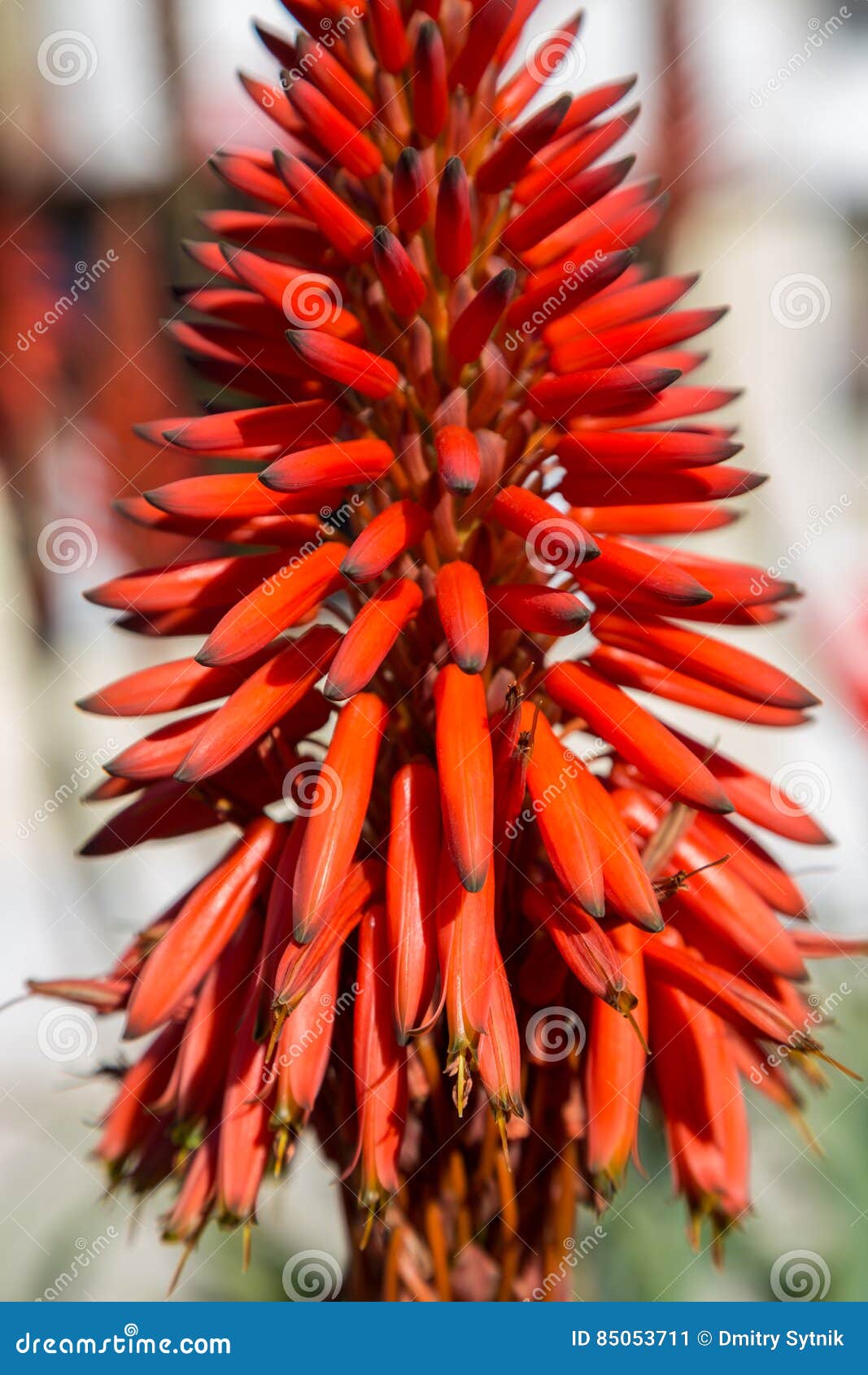 Aloe Plant with Red Flower in Vertical Stock Image - Image of natural ...
