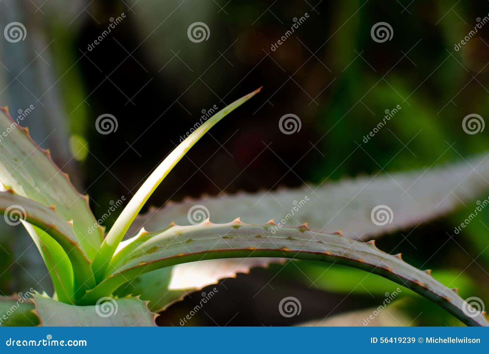 Aloe Plant stock image. Image of vera, sunshine, sunlight - 56419239