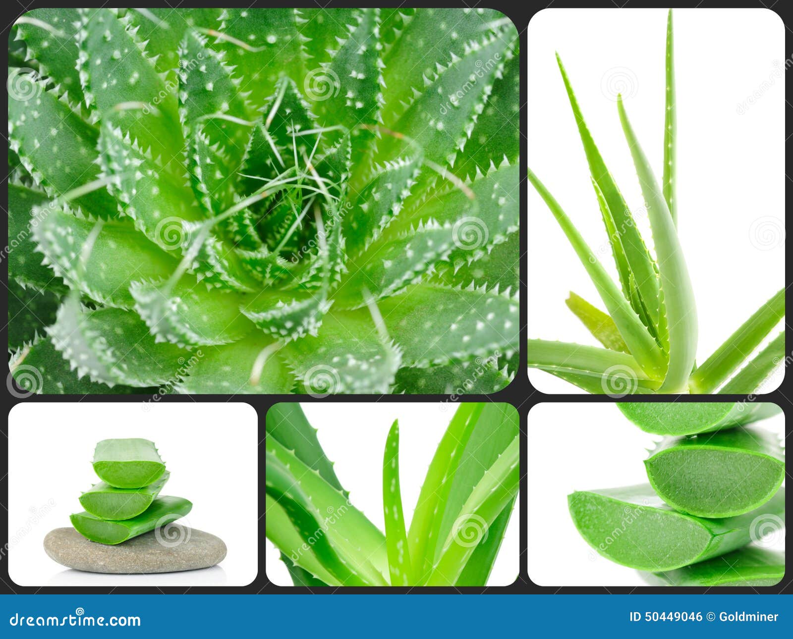 Aloe plant theme collage stock photo. Image of bitter - 50449046