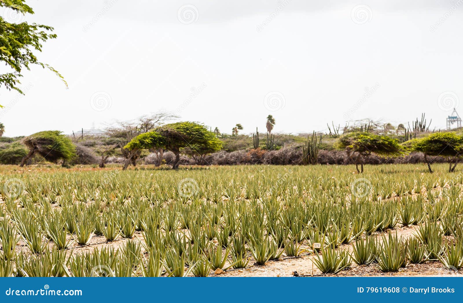 An Aloe Plantation stock photo. Image of field, organic - 79619608