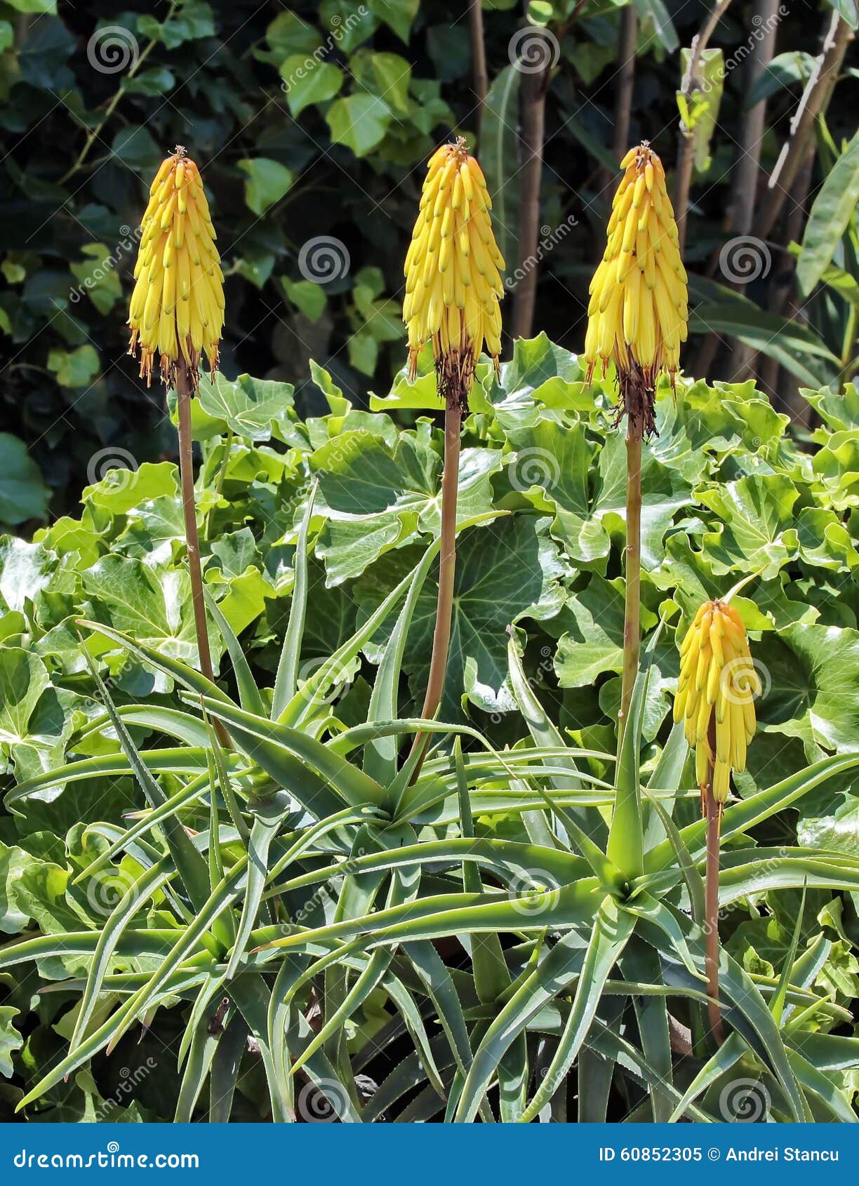 Aloe plants in bloom stock image. Image of drought, bloom - 60852305