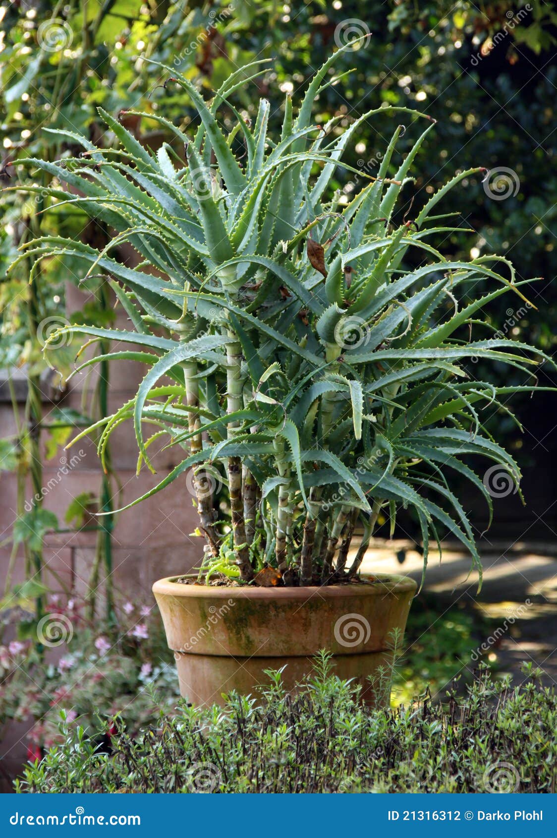 Aloe plants in pot stock photo. Image of plant, balcony - 21316312
