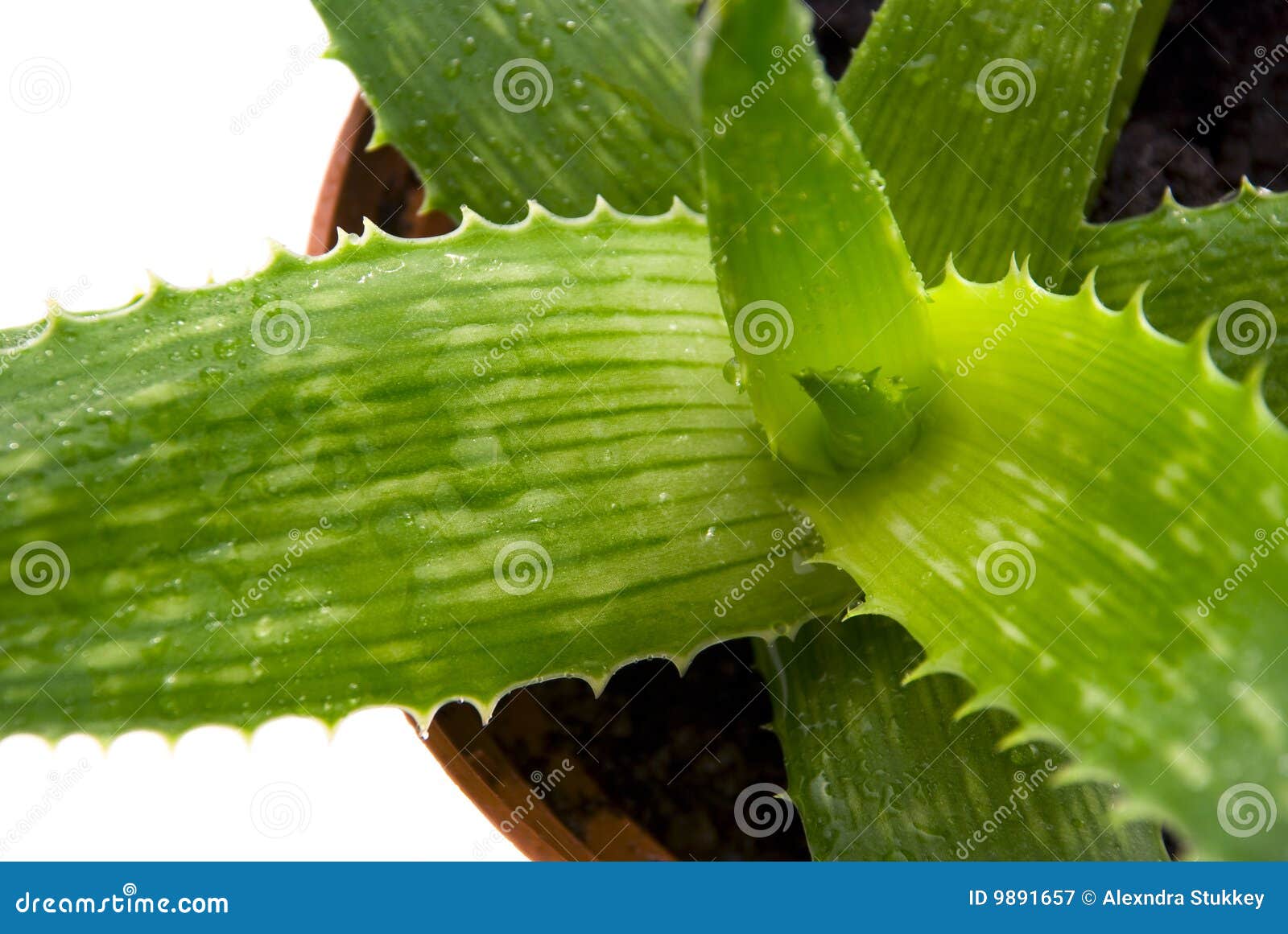 Aloe in the pot stock image. Image of medicinal, heal - 9891657