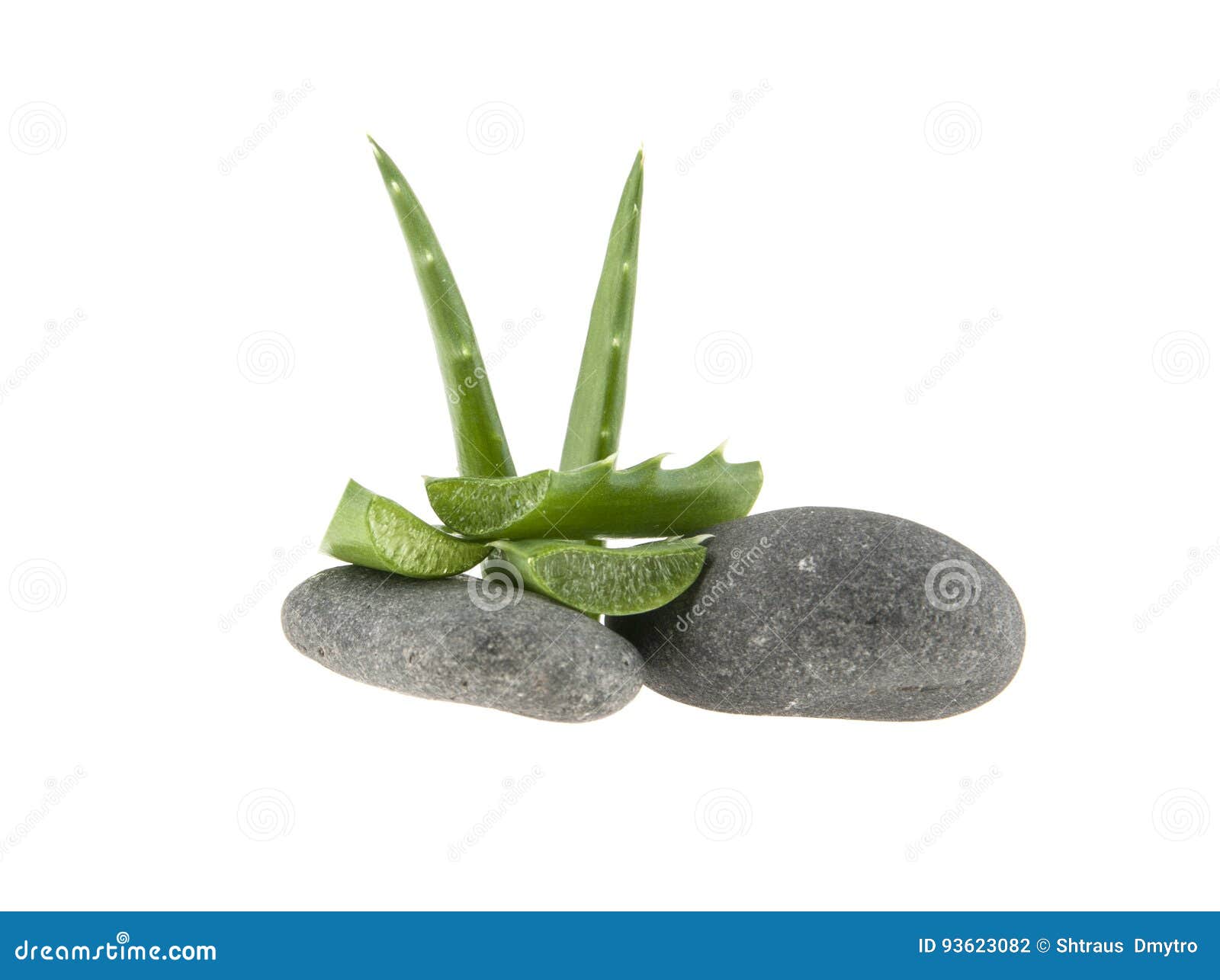 Aloe and Sea Stones Isolated on White Stock Photo - Image of ...