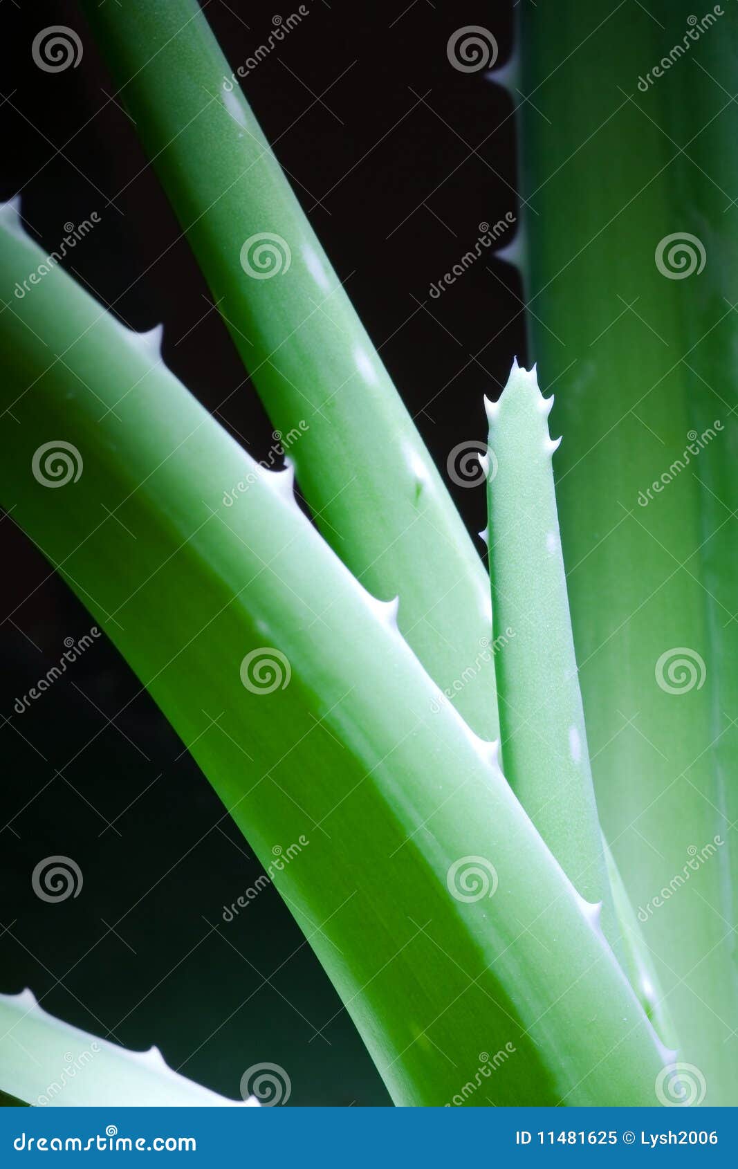 Aloe sprouting stock image. Image of nature, plant, thorn - 11481625