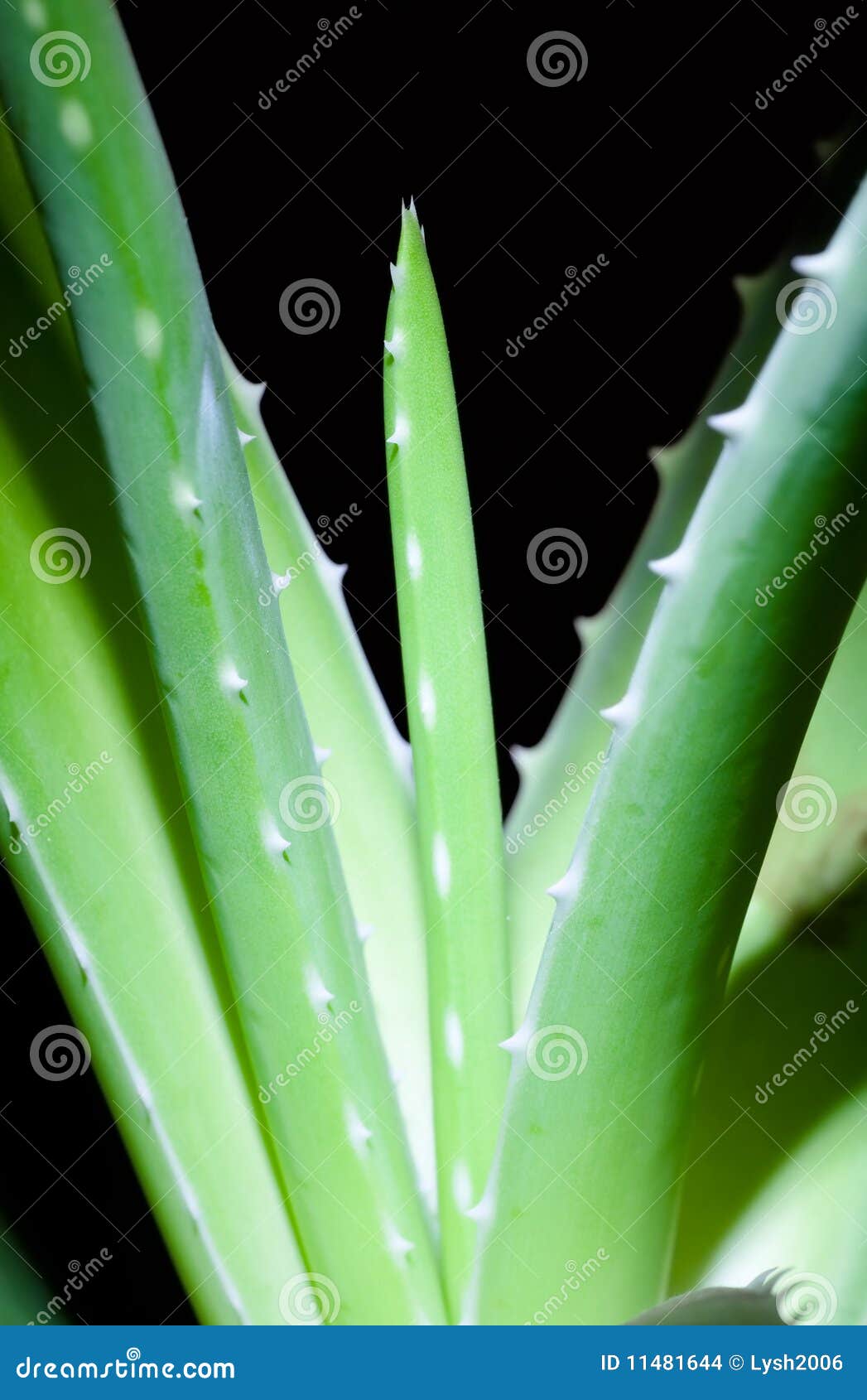 Aloe sprouting stock photo. Image of thorn, detail, plant - 11481644
