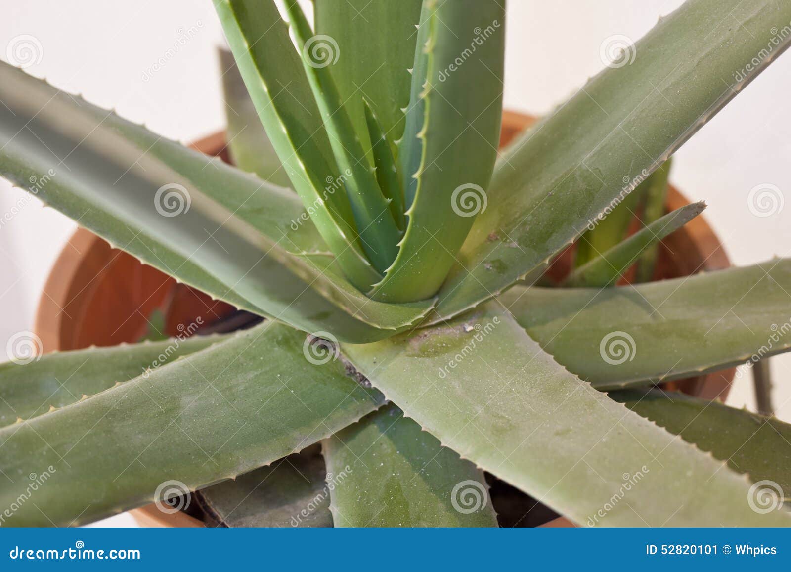 Aloe stem stock image. Image of star, white, abstract - 52820101