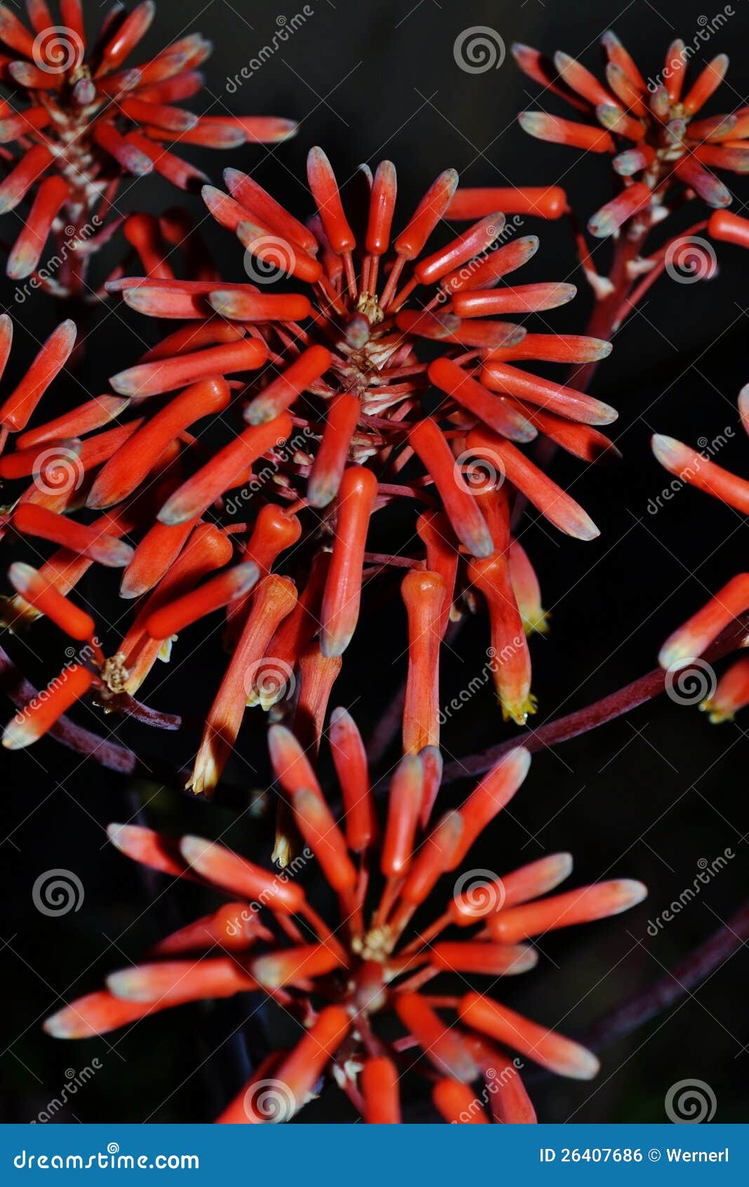 Aloe striata flower stock photo. Image of striata, buds - 26407686