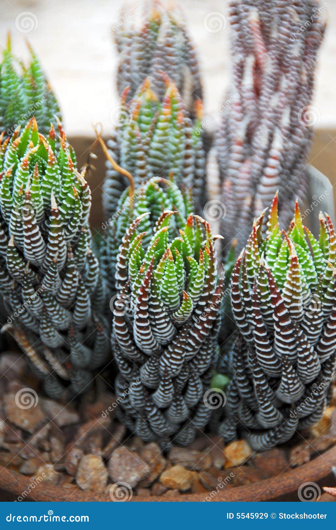 Plant Cluster Succulent Cactus Garden Fresh Nature Green Border Stock ...