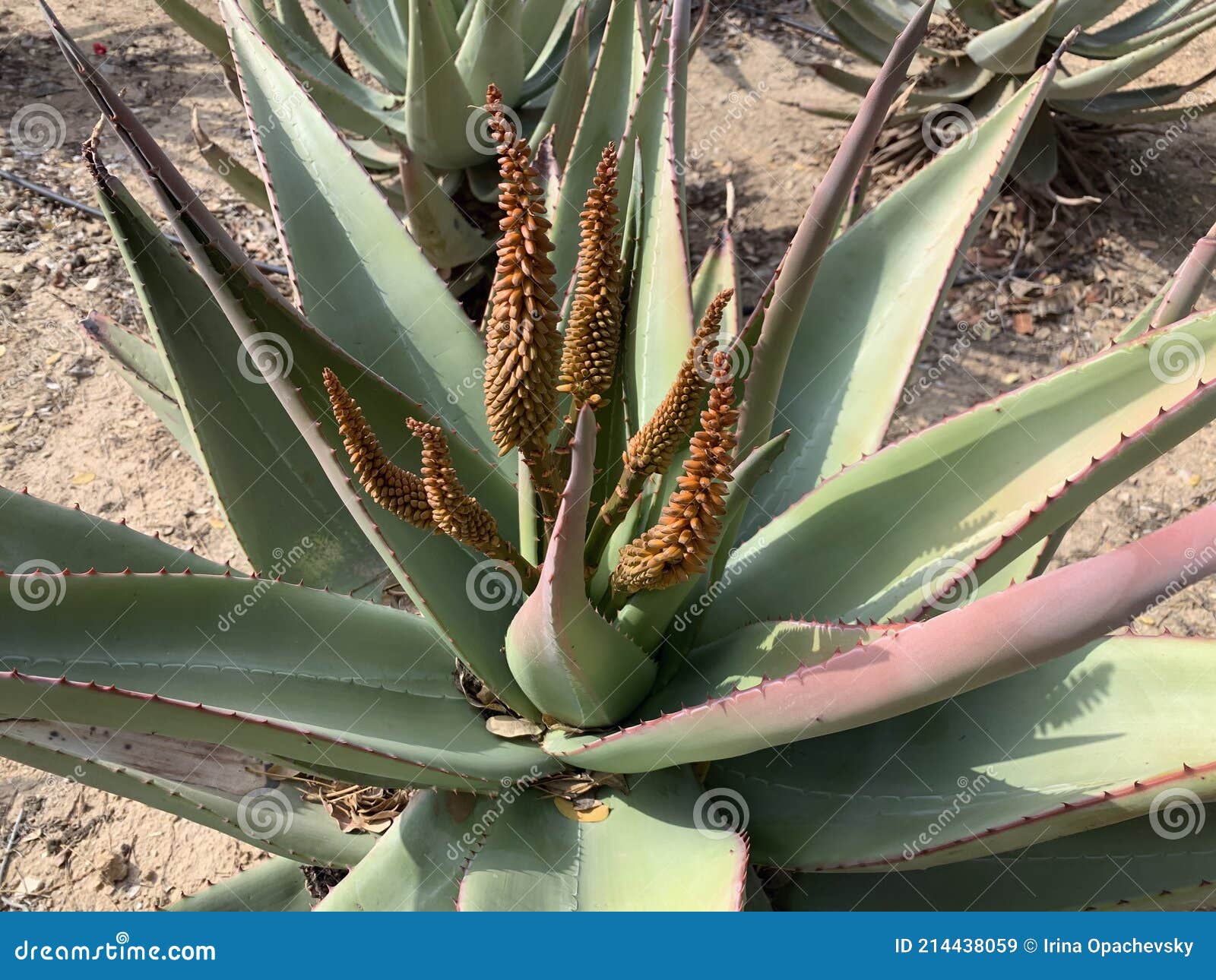 Aloe Terrifying Latin - Aloe Ferox Mill Stock Image - Image of aloe ...