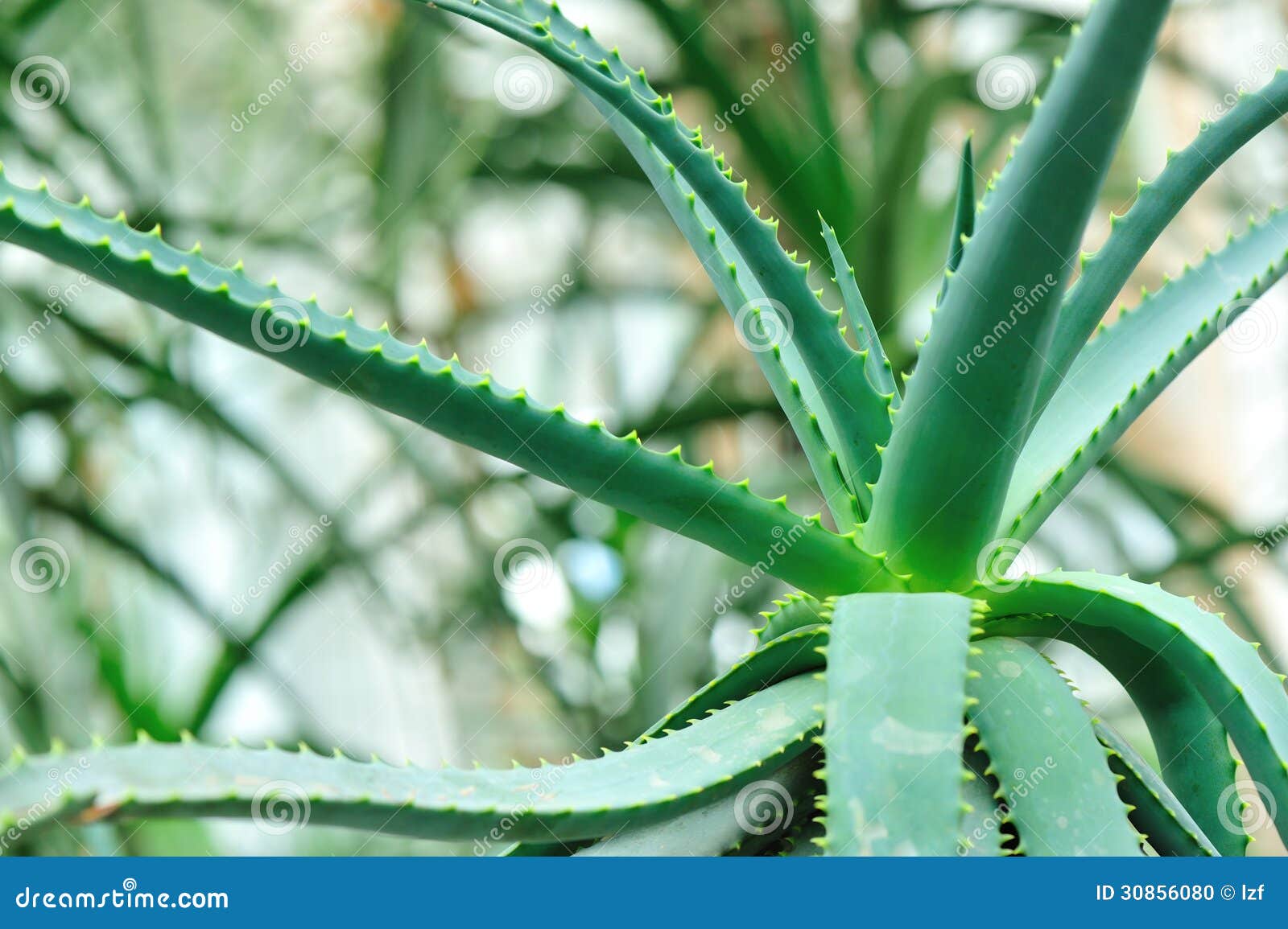 Aloe tree stock photo. Image of botany, detail, green - 30856080