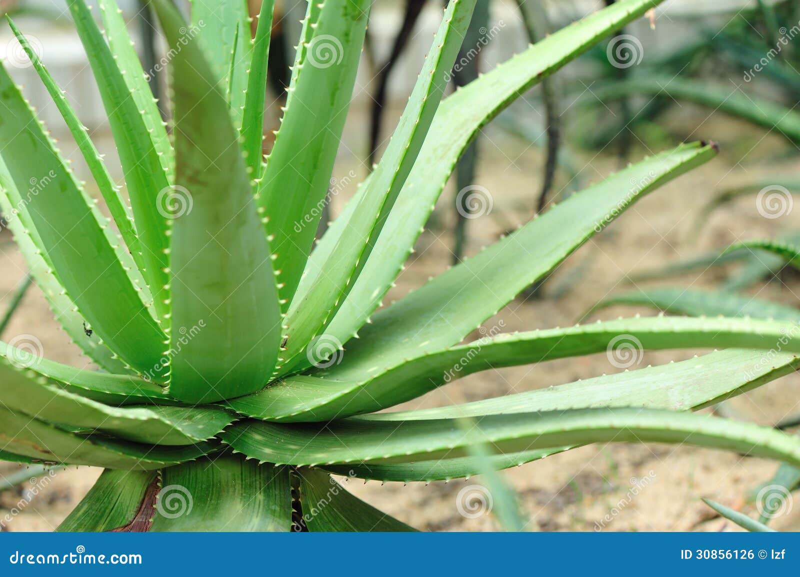 Aloe tree stock photo. Image of leaf, aloe, prickly, flower - 30856126