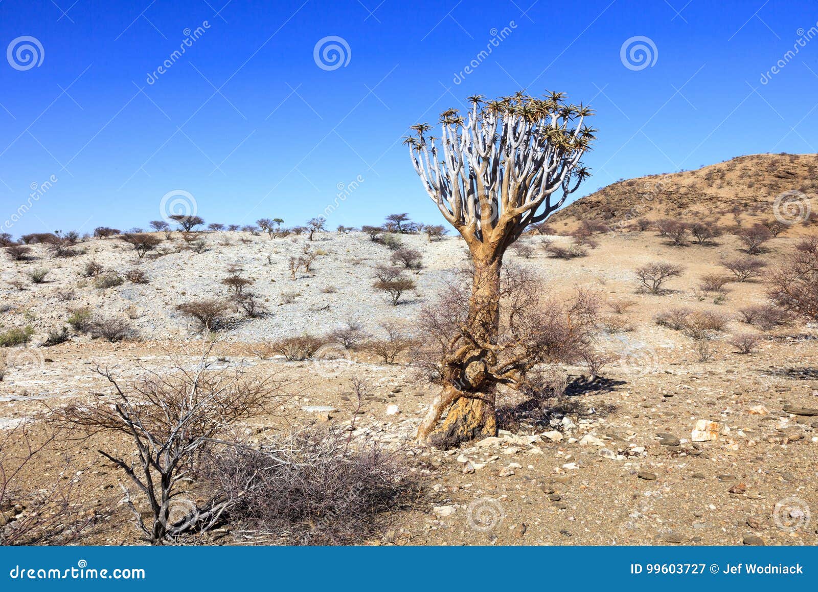 Aloe Tree in the Desert in Namibia Stock Image - Image of wilderness ...
