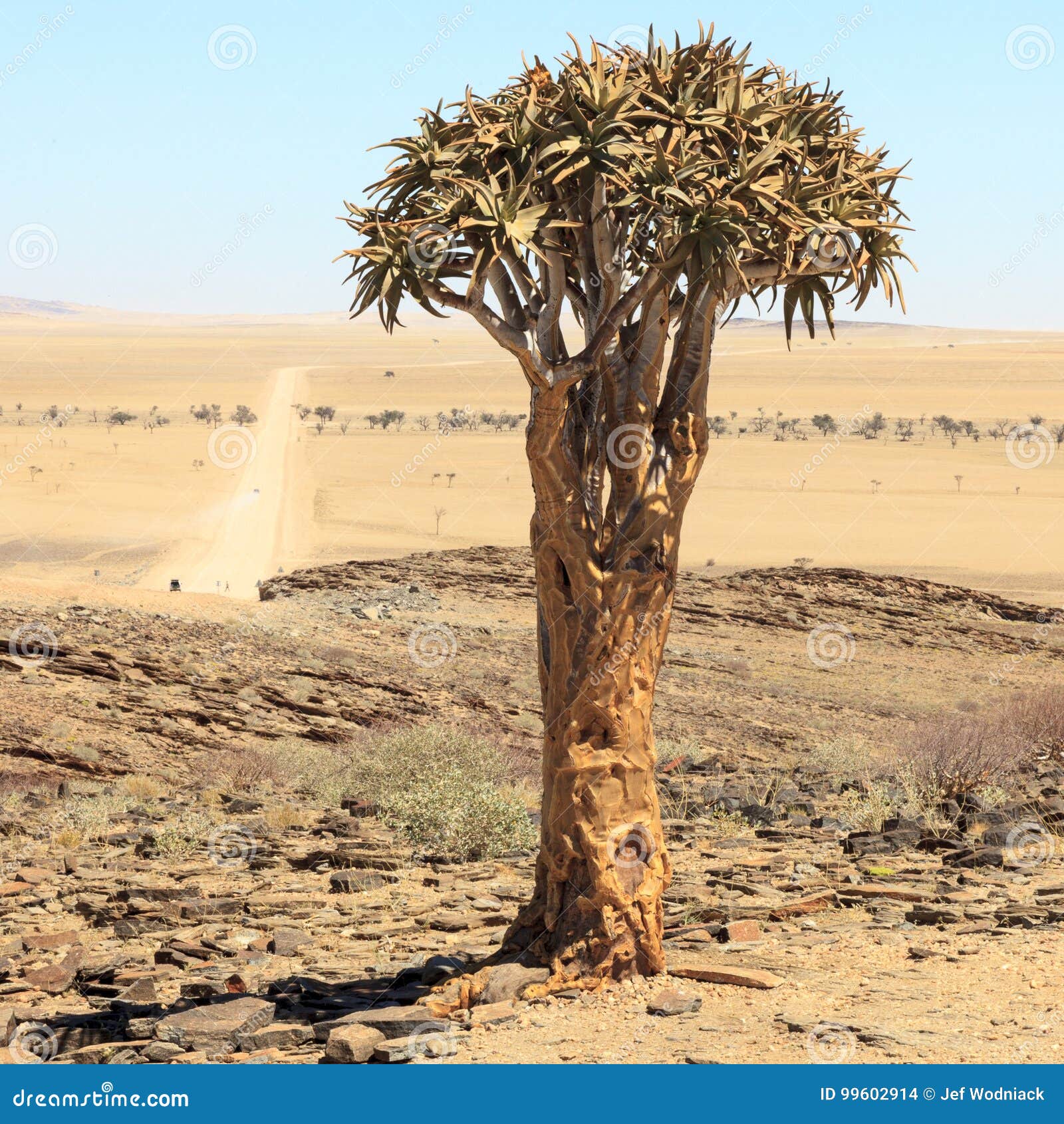 Aloe Tree in the Desert in Namibia Stock Photo - Image of forest ...