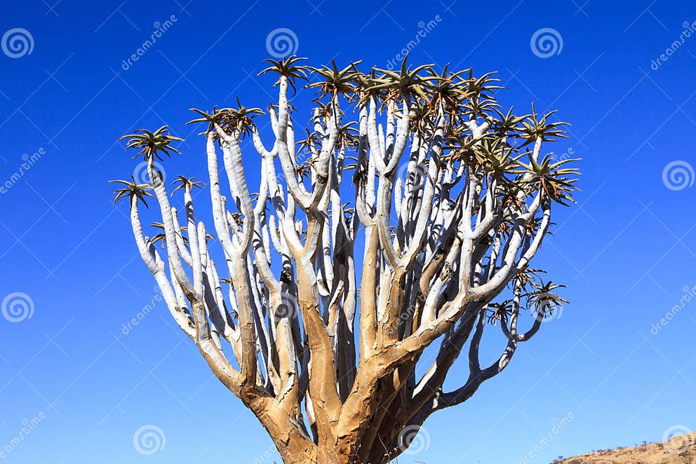 Aloe Tree in the Desert in Namibia Stock Image - Image of playground ...