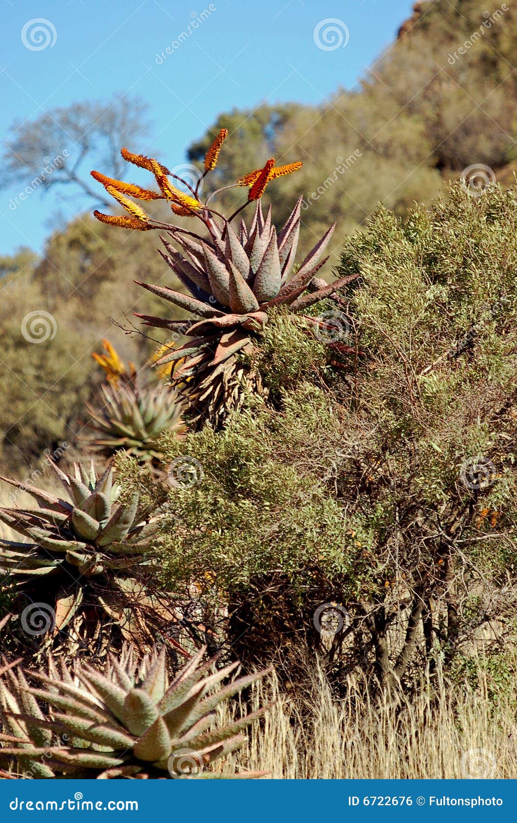 Aloe Tree Foliage stock photo. Image of indigenous, cacti - 6722676