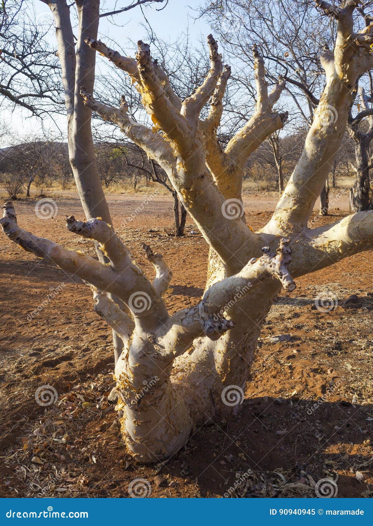 Aloe stock image. Image of africa, kamanjab, ground, dust - 90940945