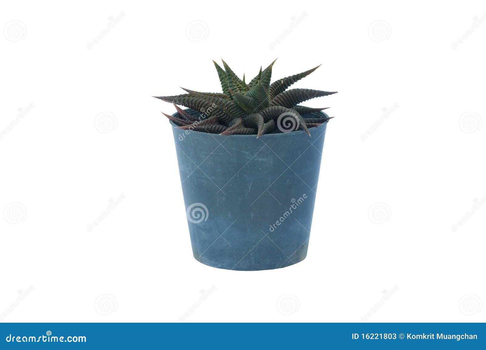 Aloe in the tree pot stock image. Image of green, harmony - 16221803