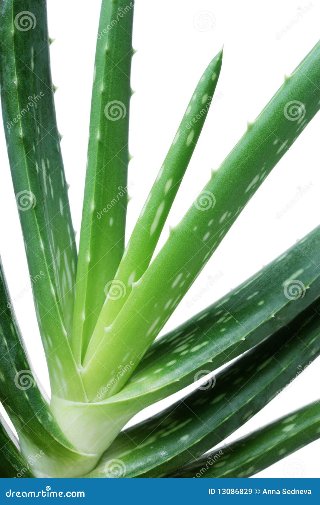 Aloe Vera stock image. Image of natural, leaf, cosmetics - 13086829