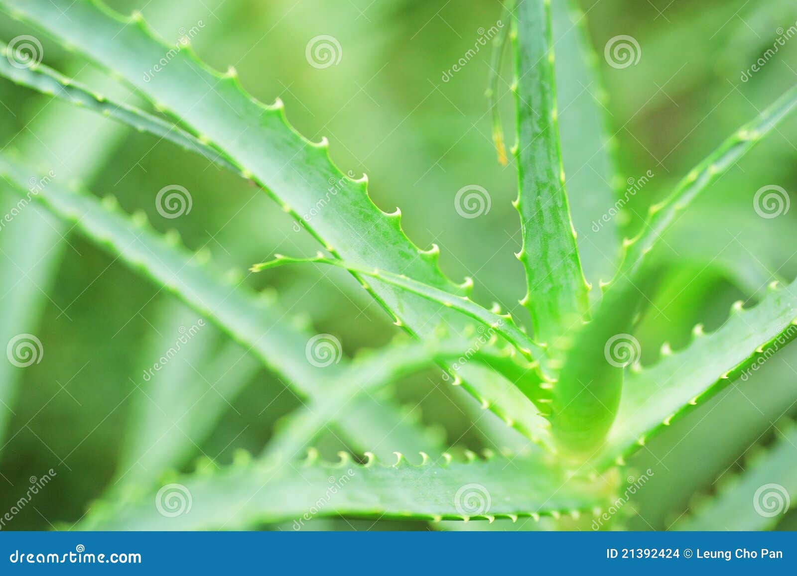 Aloe Vera stock photo. Image of cosmetics, medicinal - 21392424