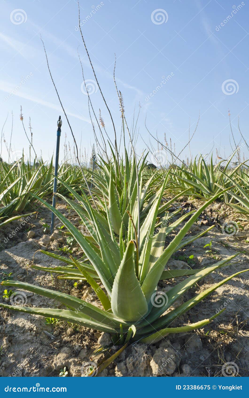 Crop of aloe vera plants stock image. Image of aloe, succulent - 23386675