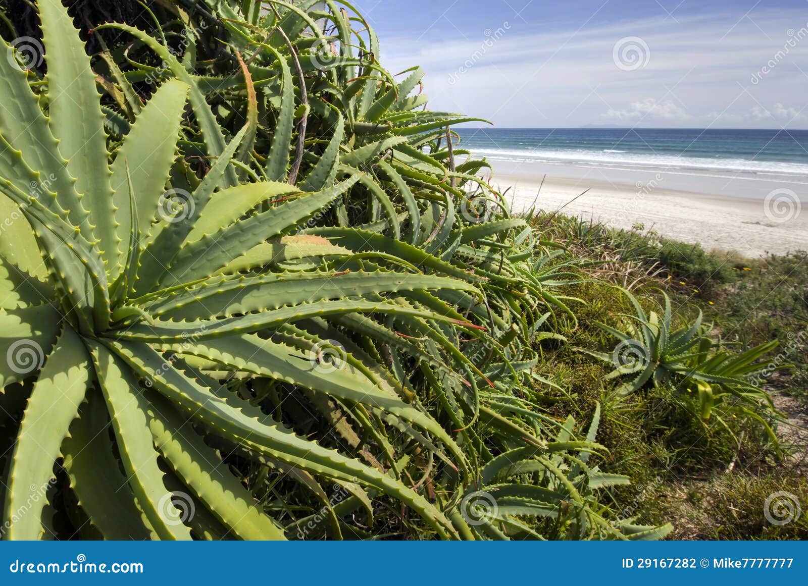 Aloe Vera stock photo. Image of cactus, botany, organic - 29167282