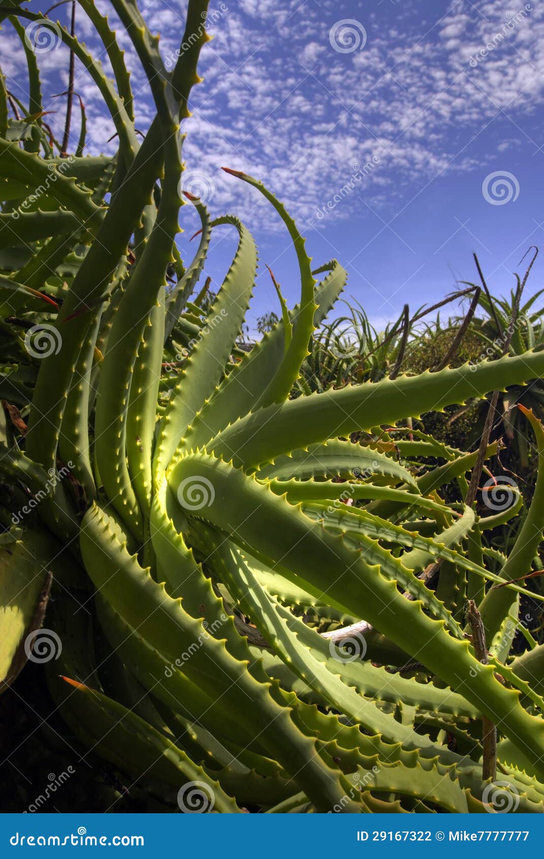 Aloe Vera stock photo. Image of organic, backgrounds - 29167322