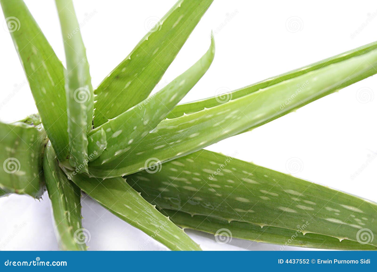 Aloe vera stock photo. Image of natural, cultivation, aloe - 4437552