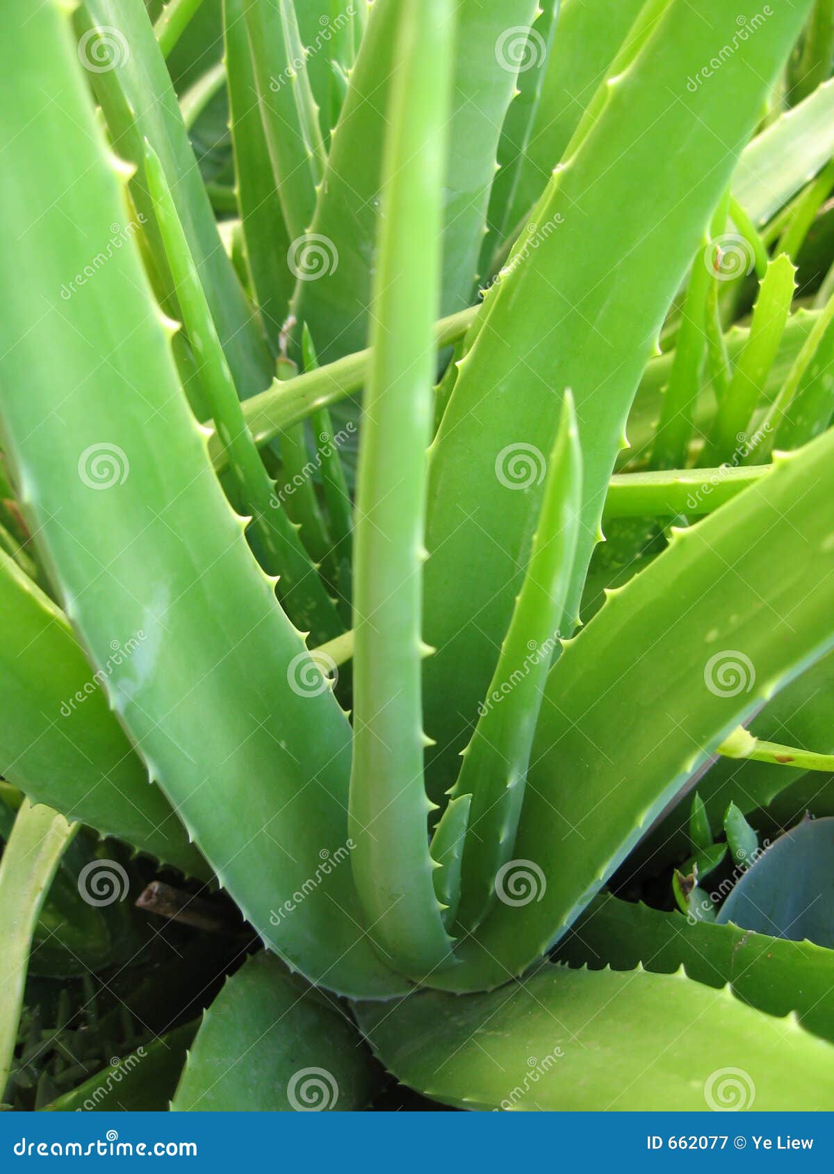 Aloe Vera stock image. Image of herbs, extract, alternative - 662077