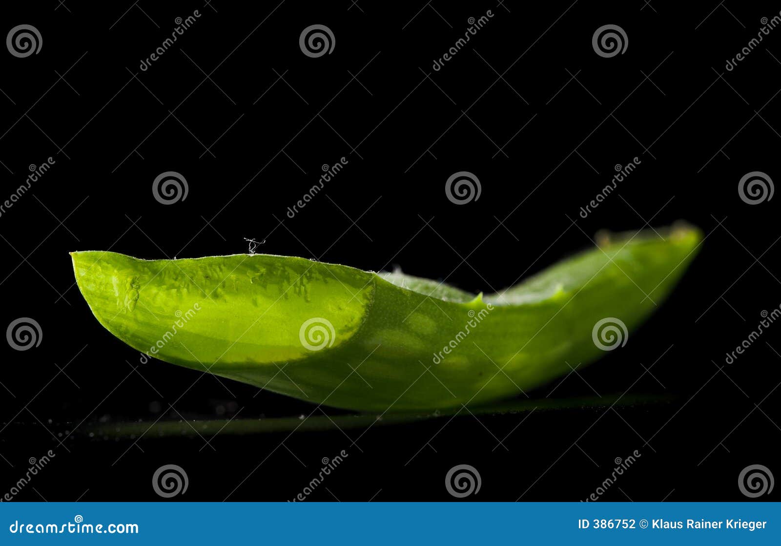 Aloe Vera (aloe Barbadensis Miller) Stock Photo - Image of leaf, nature ...