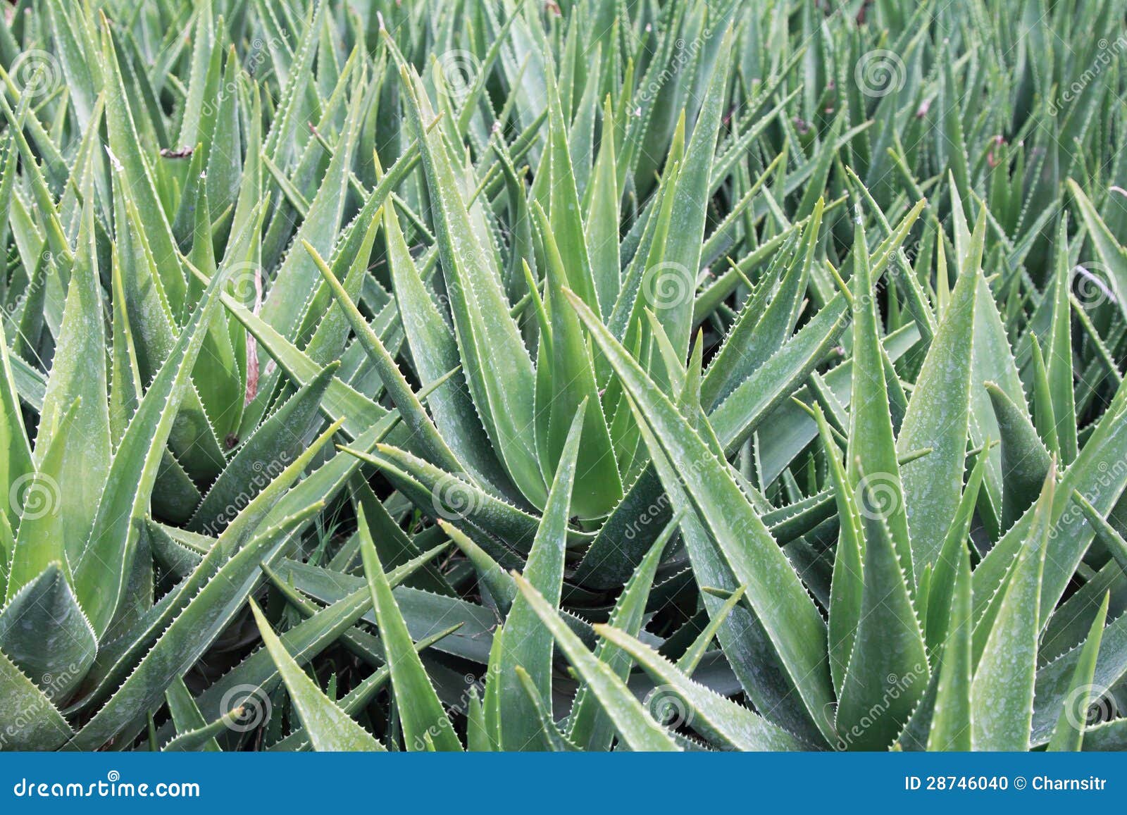 Aloe vera background stock photo. Image of light, cactus - 28746040