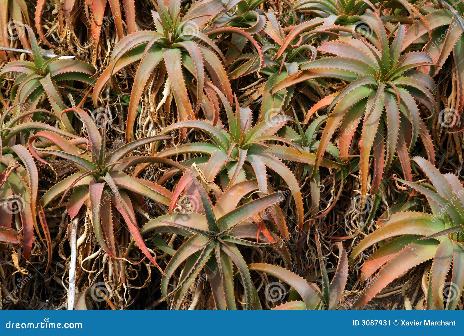 Aloe vera background stock image. Image of plantation - 3087931