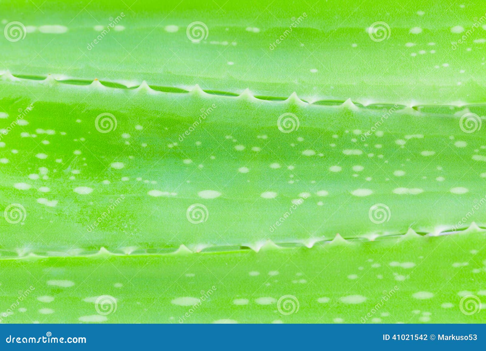 Aloe vera background stock photo. Image of arrange, health - 41021542