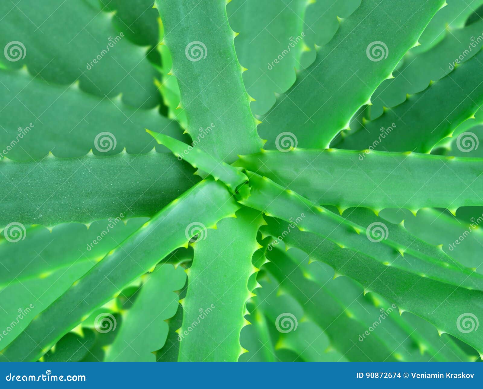 Aloe vera background stock photo. Image of herbal, vera - 90872674