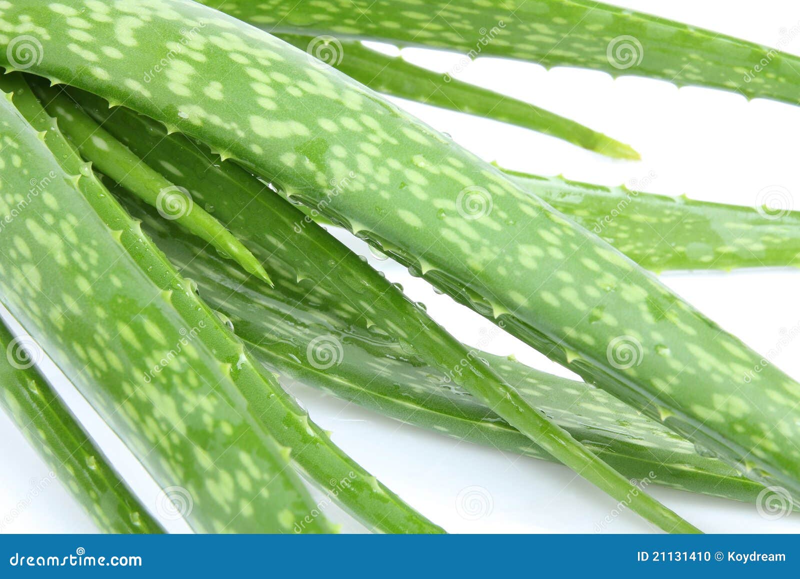 A aloe vera for beautiful. stock photo. Image of cure - 21131410