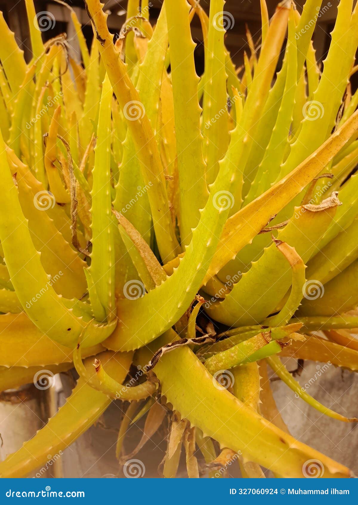 Aloe Vera is a Beautiful Plant Full of Meaning Stock Photo - Image of ...