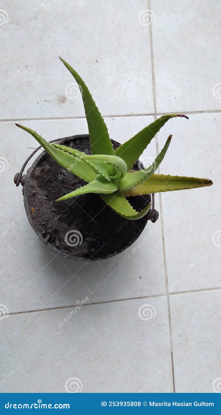 Aloe Vera with Black Flower Pot Stock Photo - Image of flower, black ...