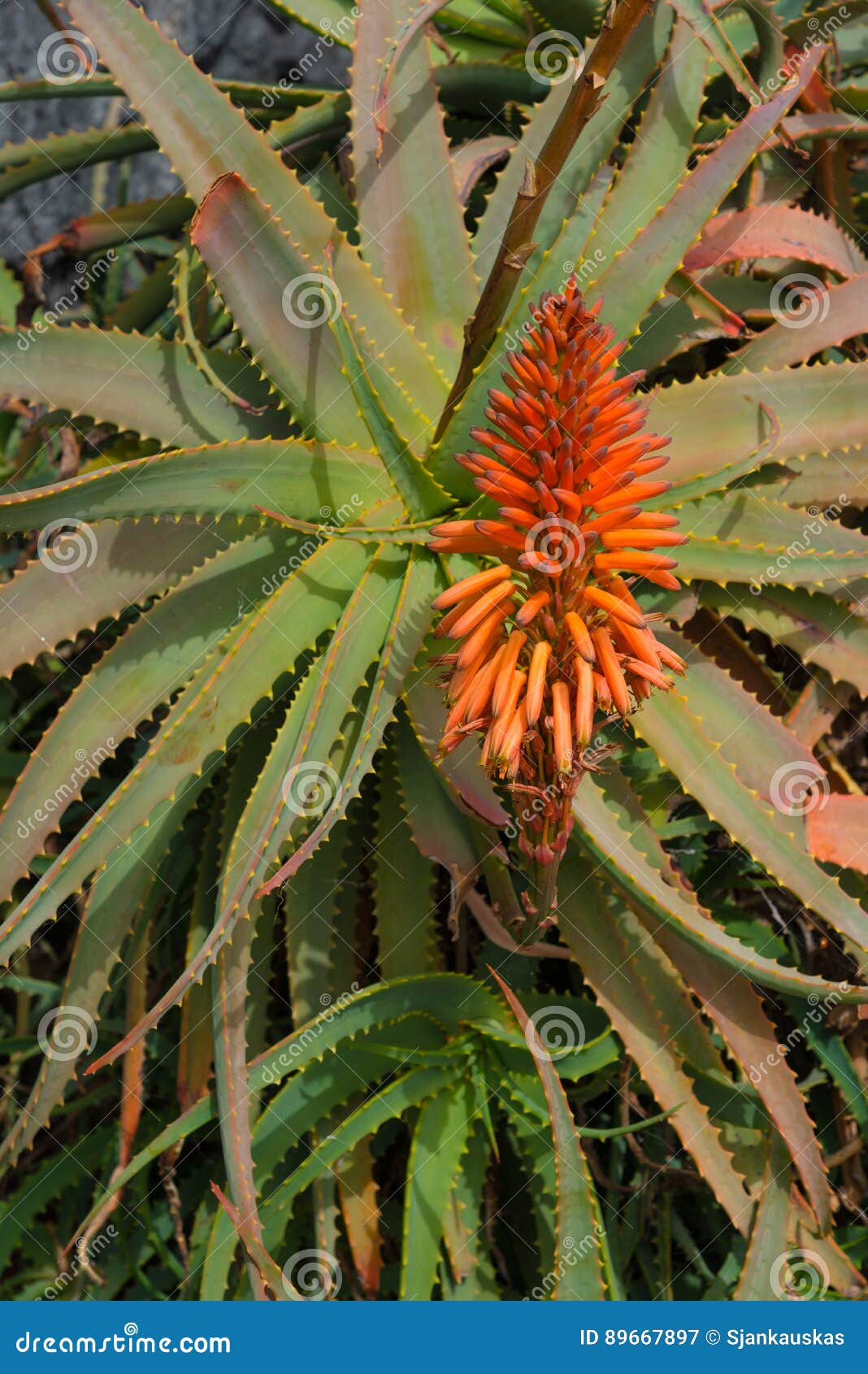 Aloe vera blooming plant stock image. Image of cosmetics - 89667897